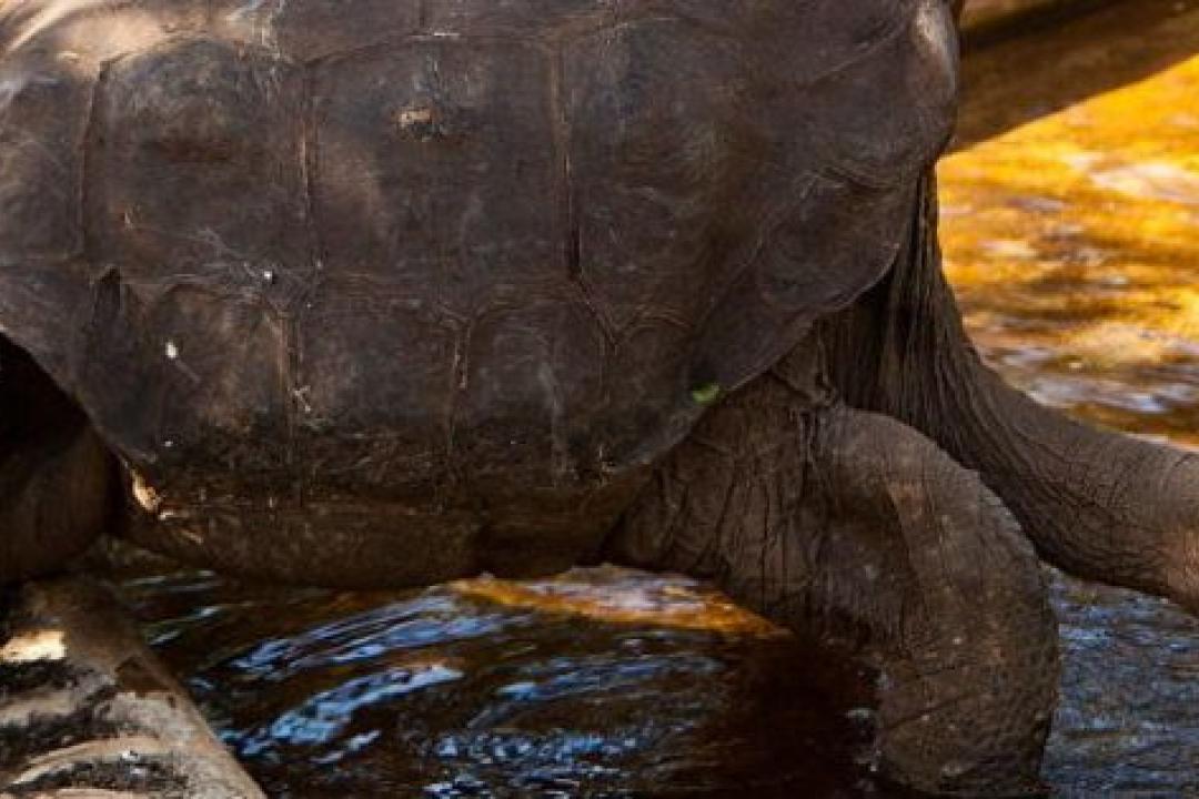 'Solitario George', la última tortuga de su especie, muere en Galápagos