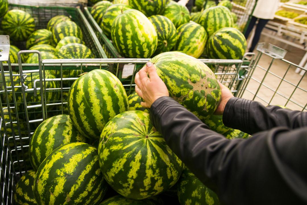Pocos conocen la regla de los dos dedos al comprar una sandía en el ...