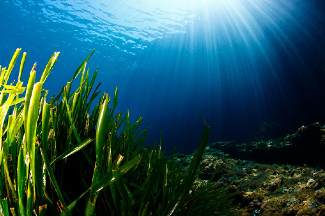 Científicos hallan el fósil de un misterioso 'monstruo marino' capaz de ...