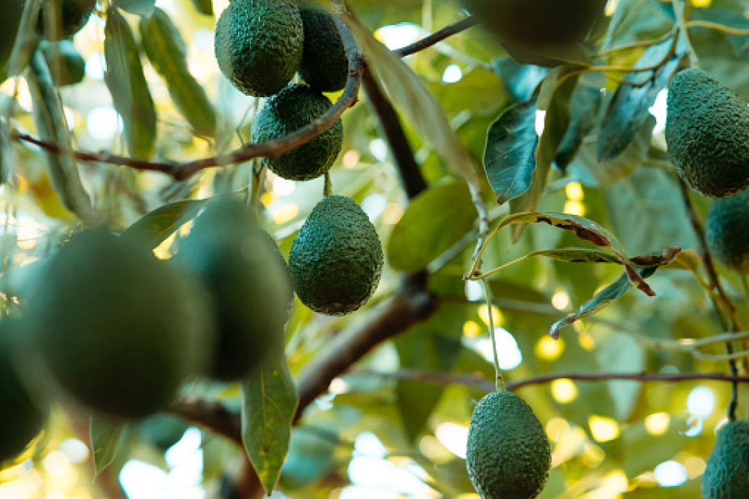 A Andalucía se le escapa de las manos el 'oro verde' y una comunidad ...