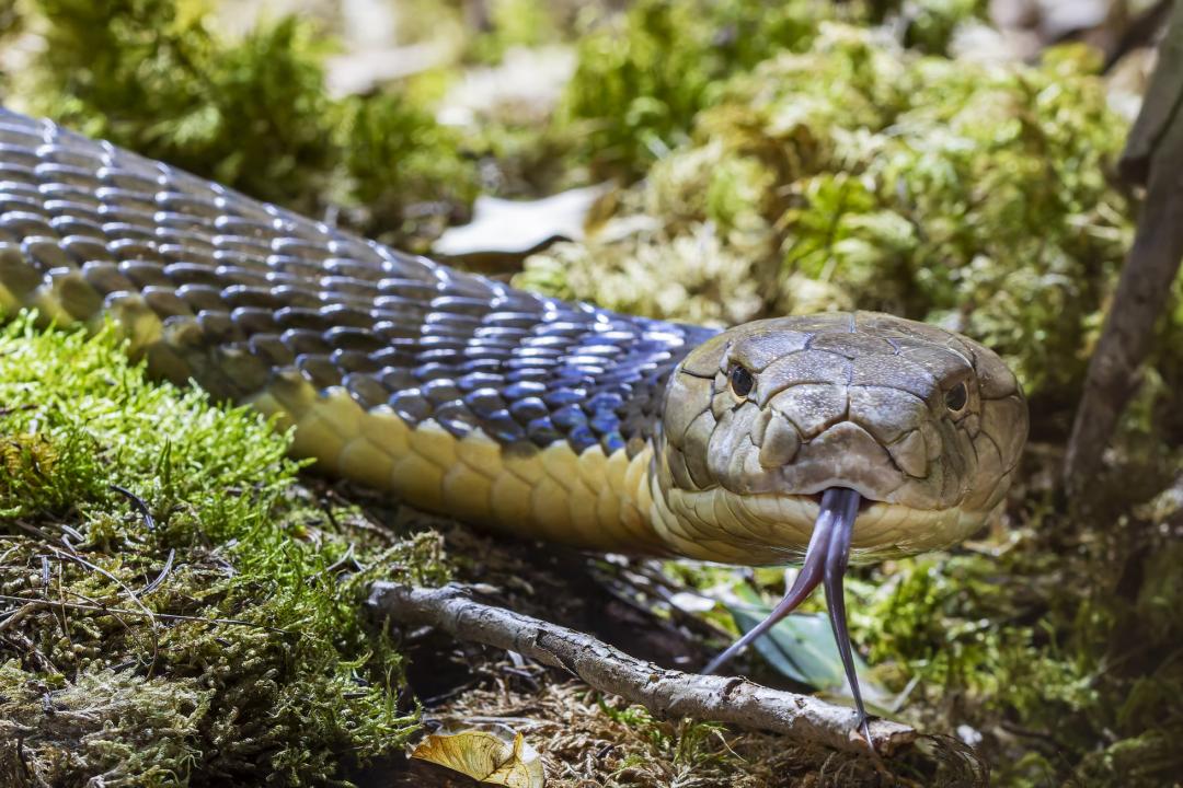 Lo que empieza como un favor amistoso acaba con su cara mordida por una ...