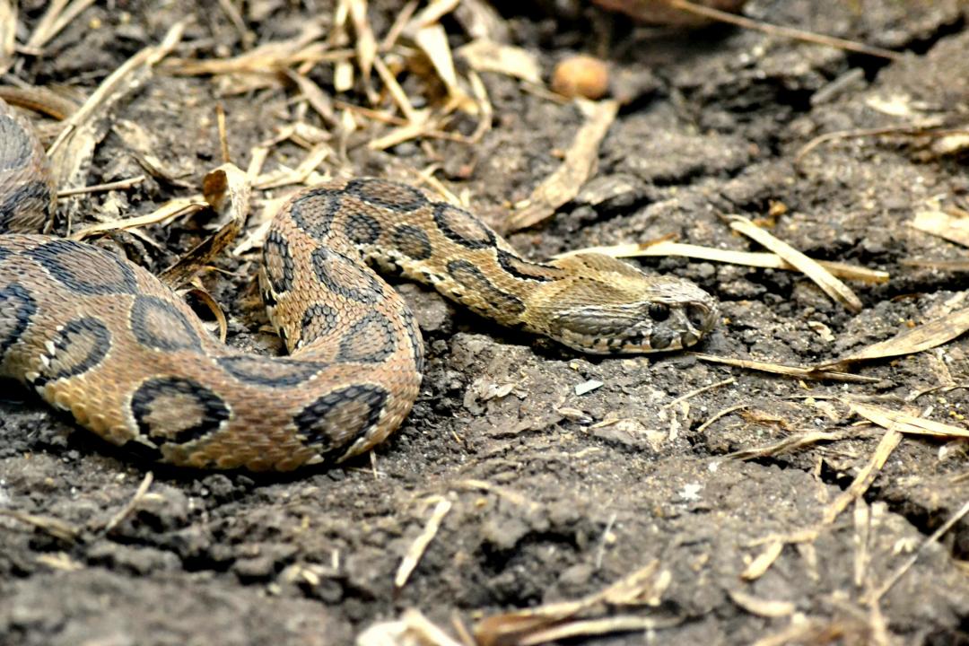 Una víbora muerde a un hombre muy borracho y el desenlace en urgencias ...