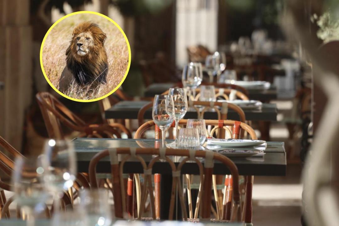 El restaurante de Murcia donde puedes comer a escasos metros de leones ...