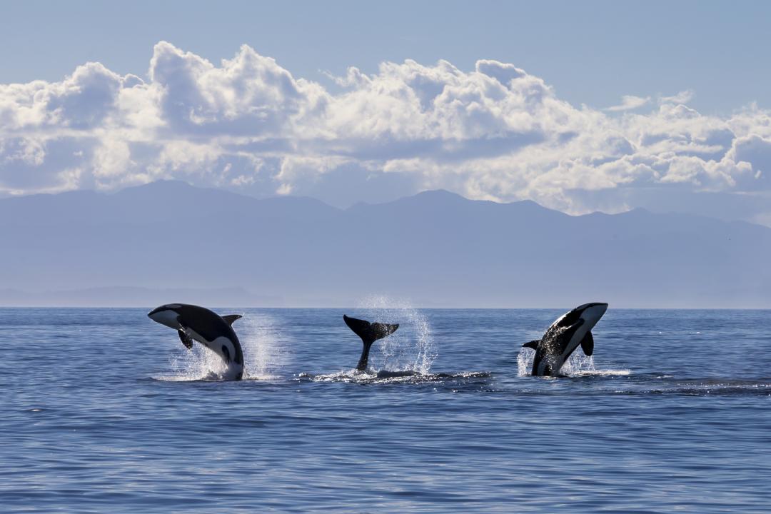 Inédito: graban por primera vez cómo las orcas y los delfines cazan ...