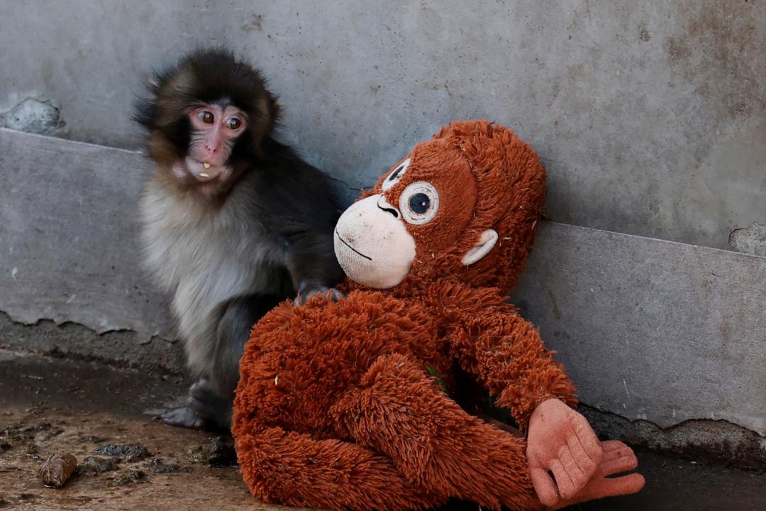 Punch, la historia del mono más viral: abandono, manotazos y un peluche ...