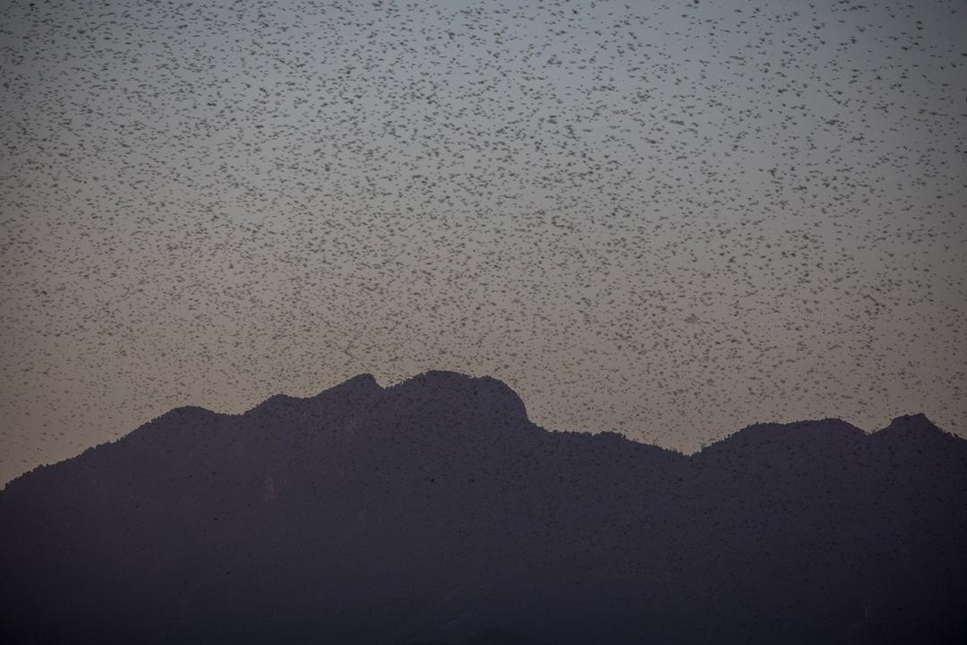 Una nube de langostas del Sáhara oscurece el cielo de Lanzarote ...