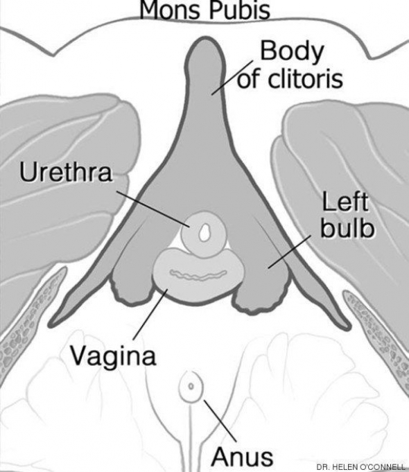 Anatomía: el clítoris y el cuerpo humano