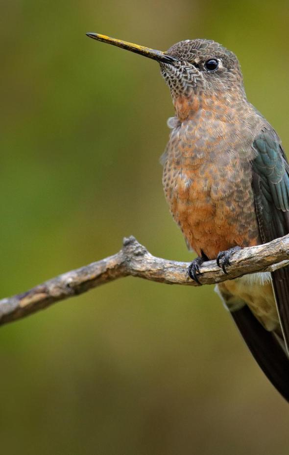 Hallan un nuevo colibrí gigante capaz de recorrer 8.000 kilómetros a 4. ...