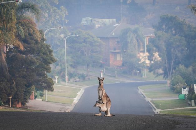 Este es el único marsupial que siempre está embarazado
