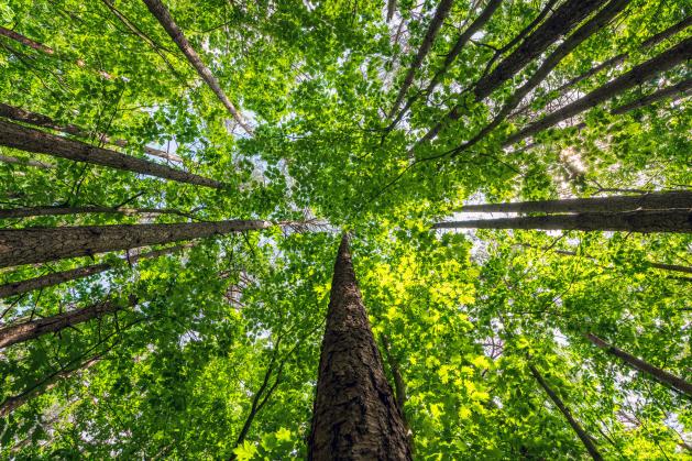 El bosque de Cataluña al que no debe ir ningún niño por las esculturas ...