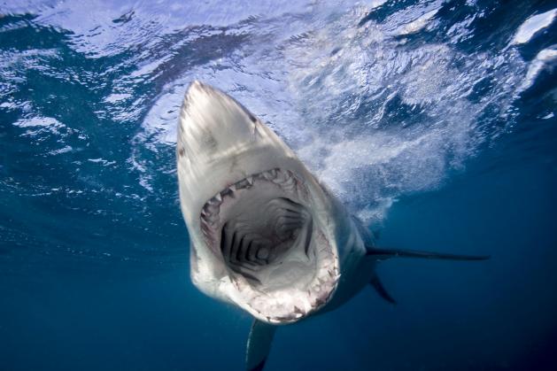 Este es el color del traje de baño que atrae a los tiburones como un ...