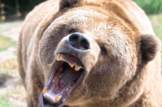 Un oso anda suelto cerca de Tokio y obliga a cerrar 100 escuelas