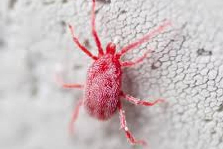 Este es el olor para espantar a las minúsculas 'arañas rojas' a tu ...