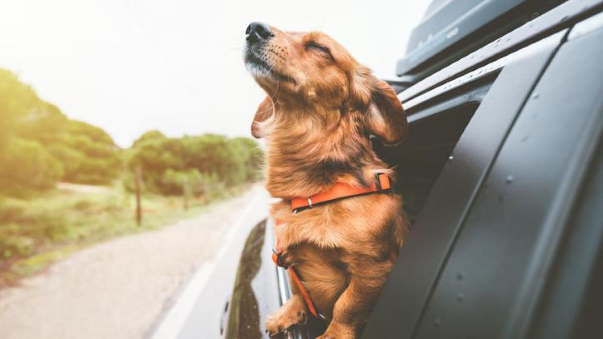 La gaviota vuela, el perro se despierta y la lechuga a la baja: tercera ...
