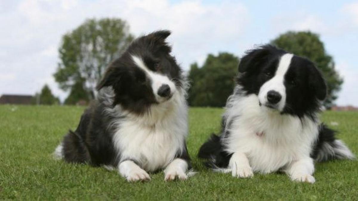 Estas son las tres razas de perros más obedientes