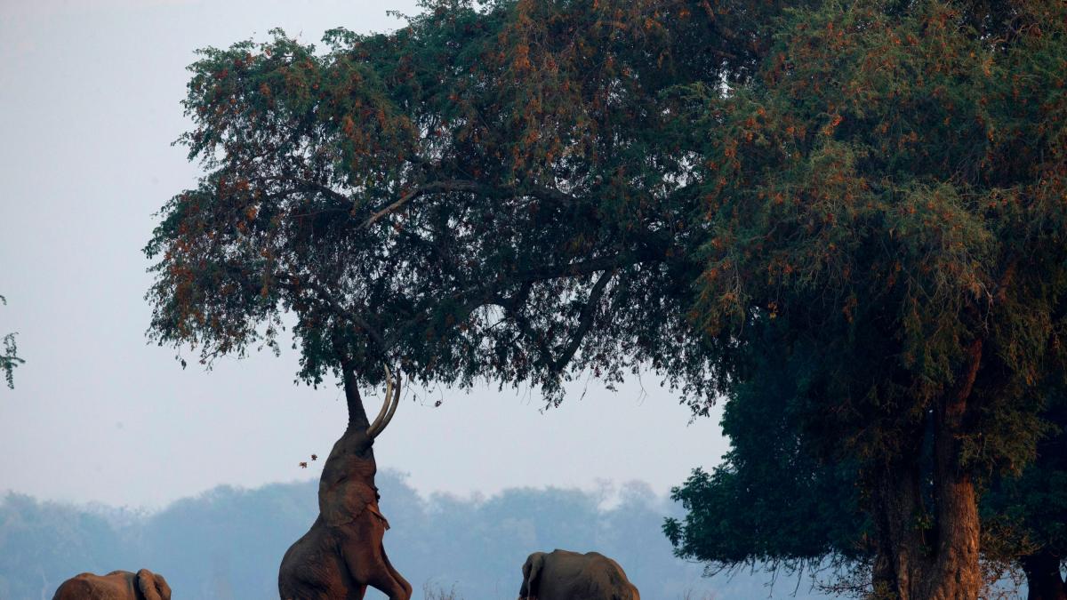 Una española cuenta cómo estuvo a punto de morir pisoteada por un ...