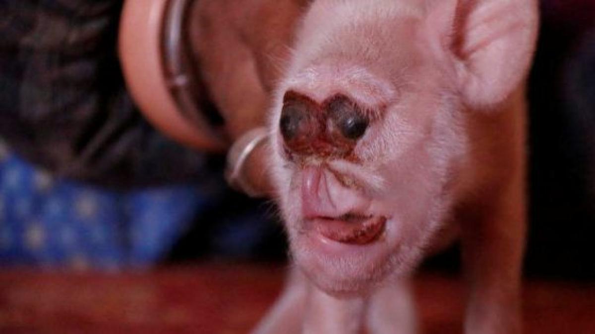 El cerdo mutante que hará que te cuestiones todo