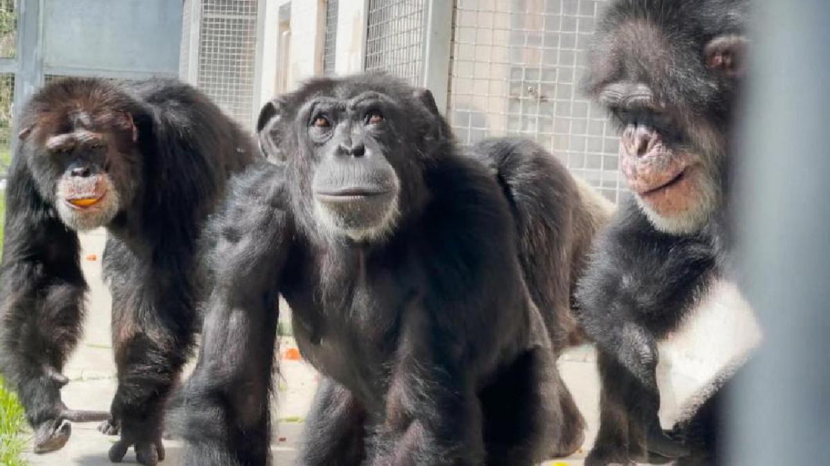 La emotiva reacción de una chimpancé al ver el cielo por primera vez