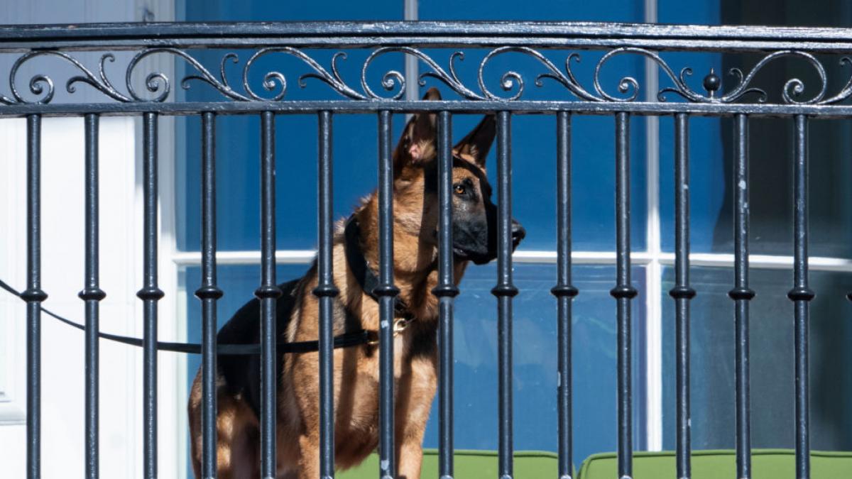Uno de los perros de Biden aterroriza al Servicio Secreto de EEUU: ha ...