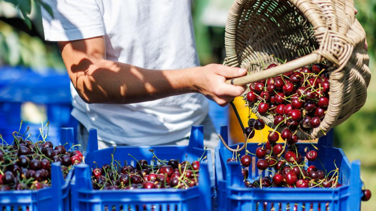 Lanzan la cereza más popular de España a tierras escandinavas