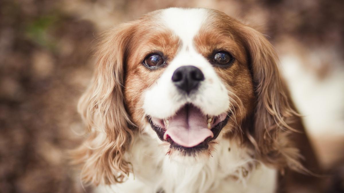 La raza de perro prohibida por problemas de salud y de endogamia