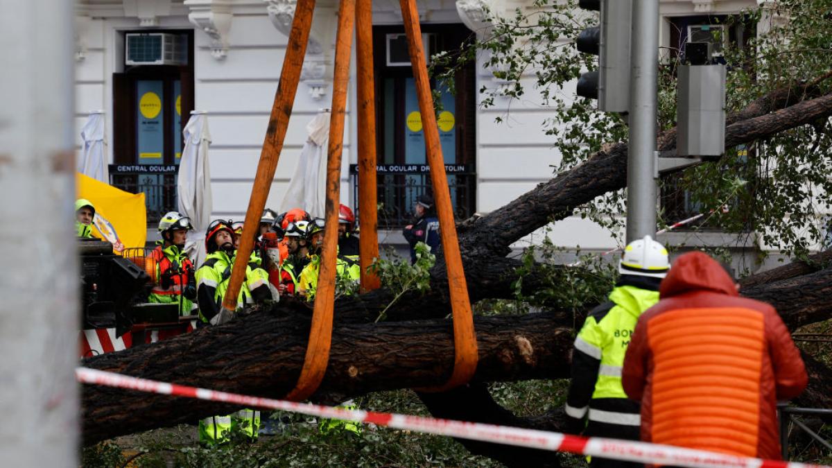 Por qué se caen los árboles en mitad de un temporal