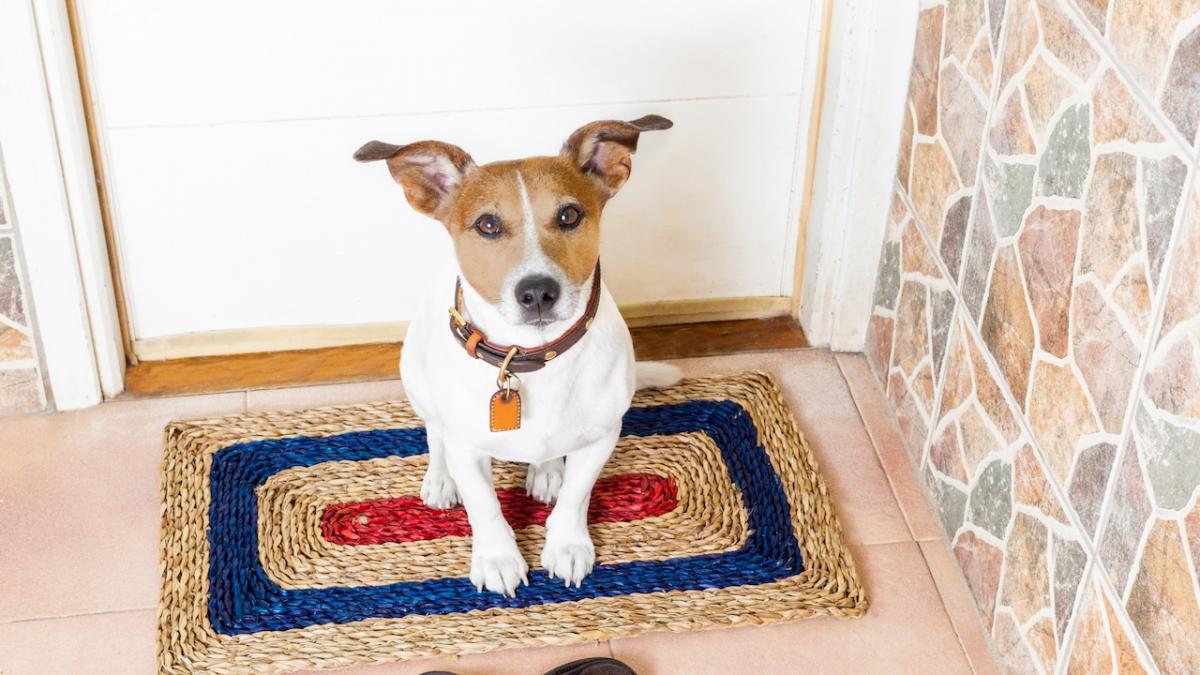 Ni todo el rato con él ni dejarle solo: este es el tiempo que debes ...