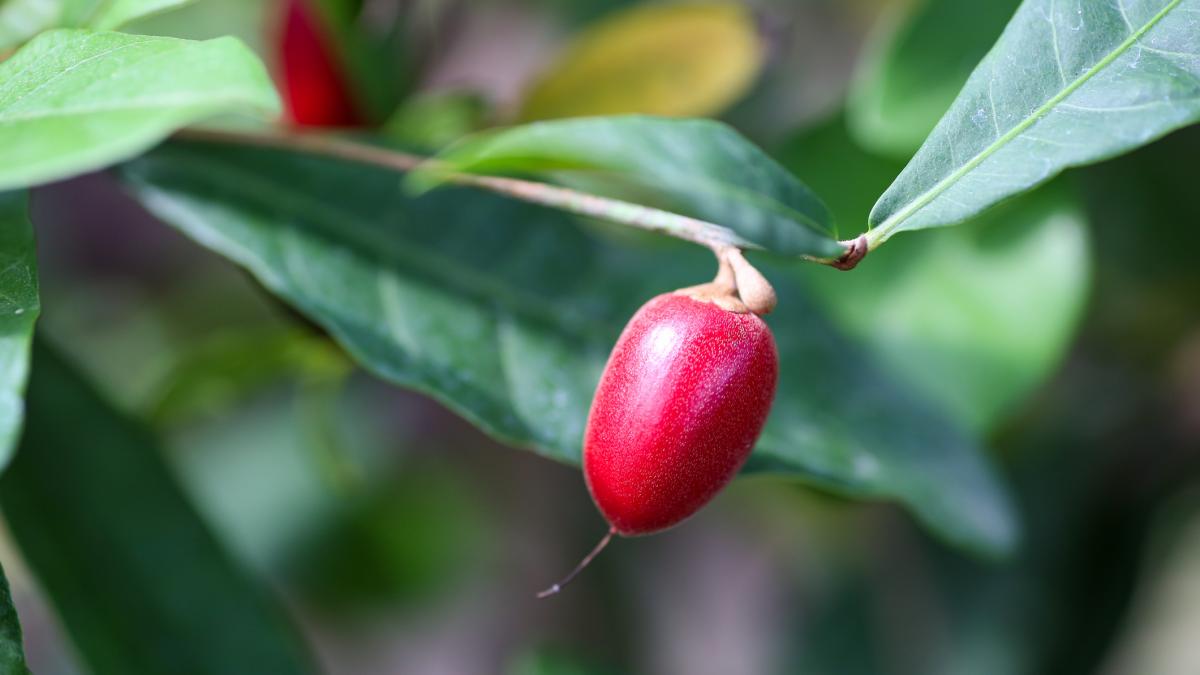 La fruta milagrosa que revoluciona la alimentación: todo te lo ...