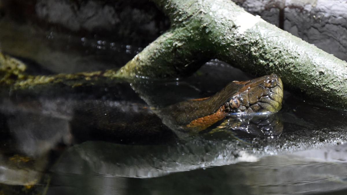 Descubren una nueva especie de anaconda gigante