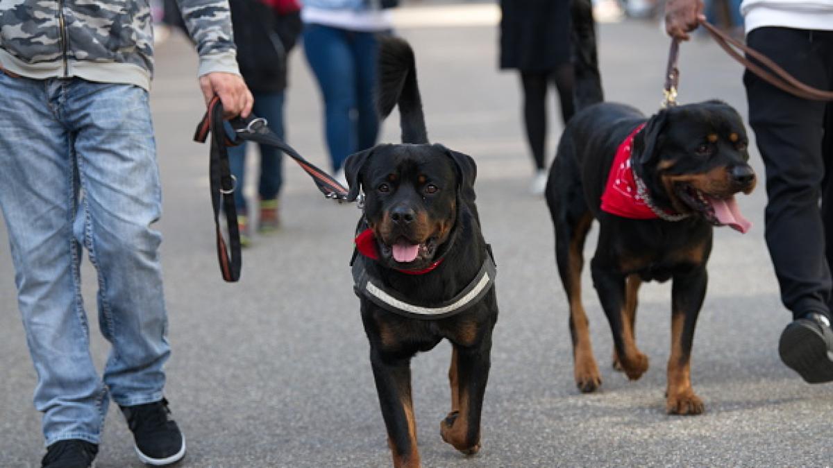 Estas son las 8 razas de perro con la mordida más fuerte