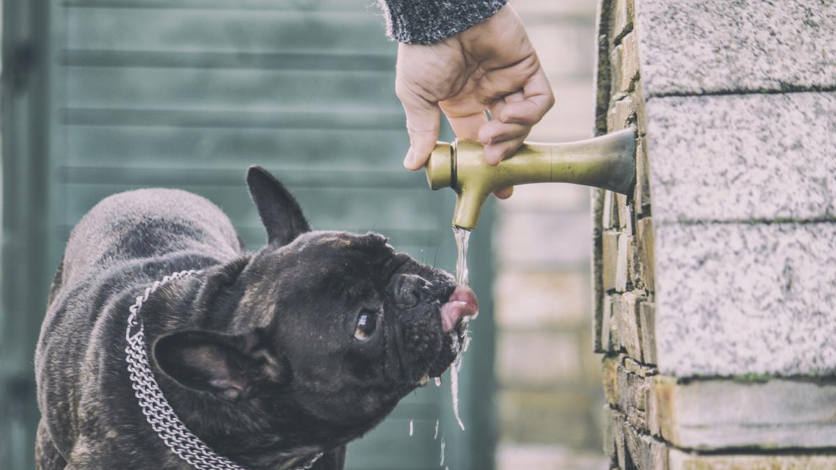 Aviso urgente de los veterinarios a los que dejan beber a su perro esta ...