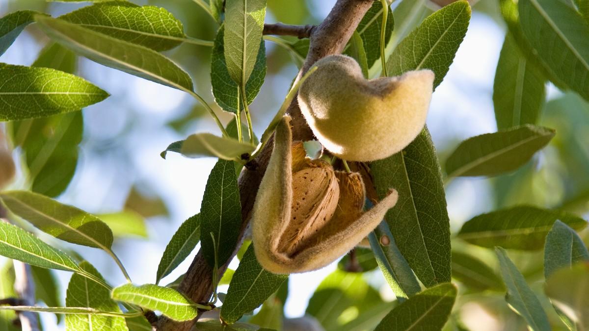 Agoniza el fruto seco más saludable en España