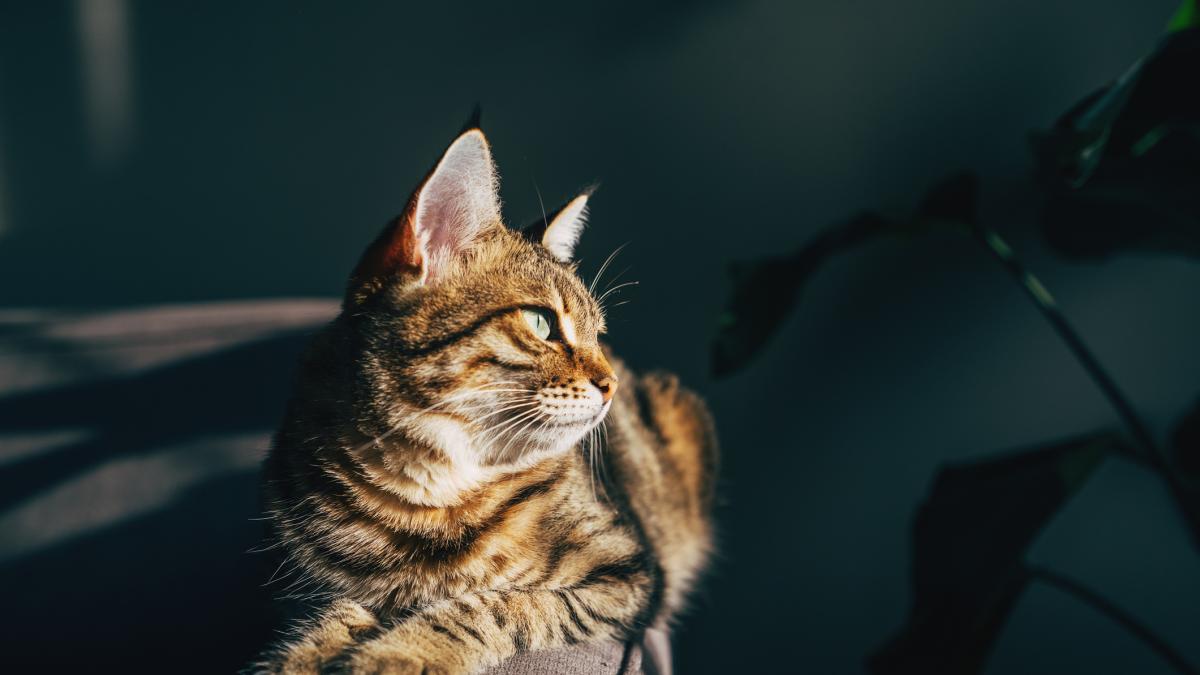 Una veterinaria divide en 6 los ciclos de vida de los gatos y pide ...