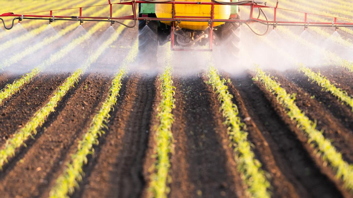 El pesticida prohibido altamente tóxico y cancerígeno sigue oculto en ...