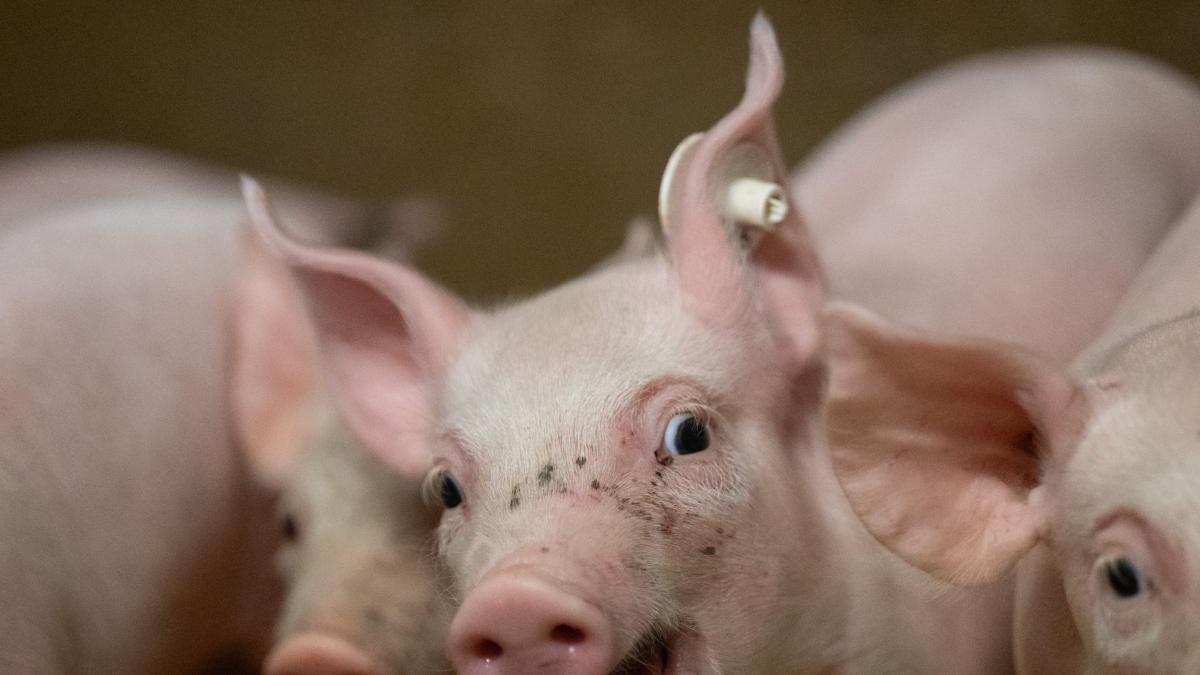 Un desorbitado impuesto de la nueva ley animal pone en jaque las ...