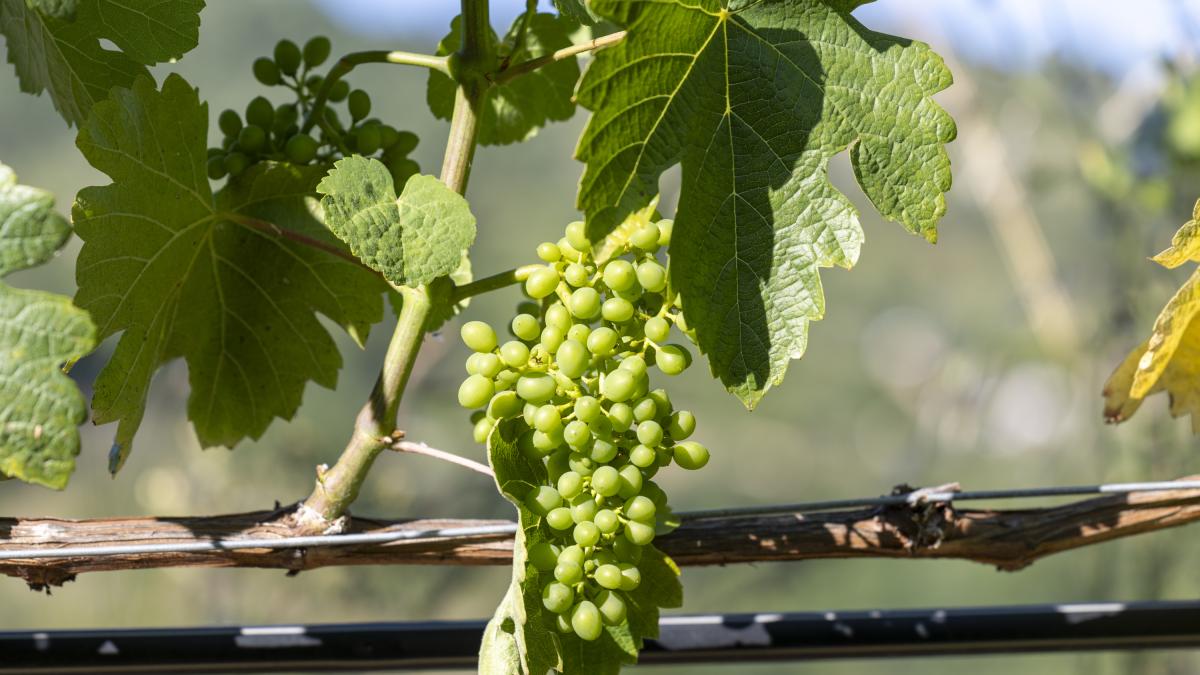 El Bierzo pide apoyo a Valdeorras, Monterrei y Ribeira Sacra frente a ...