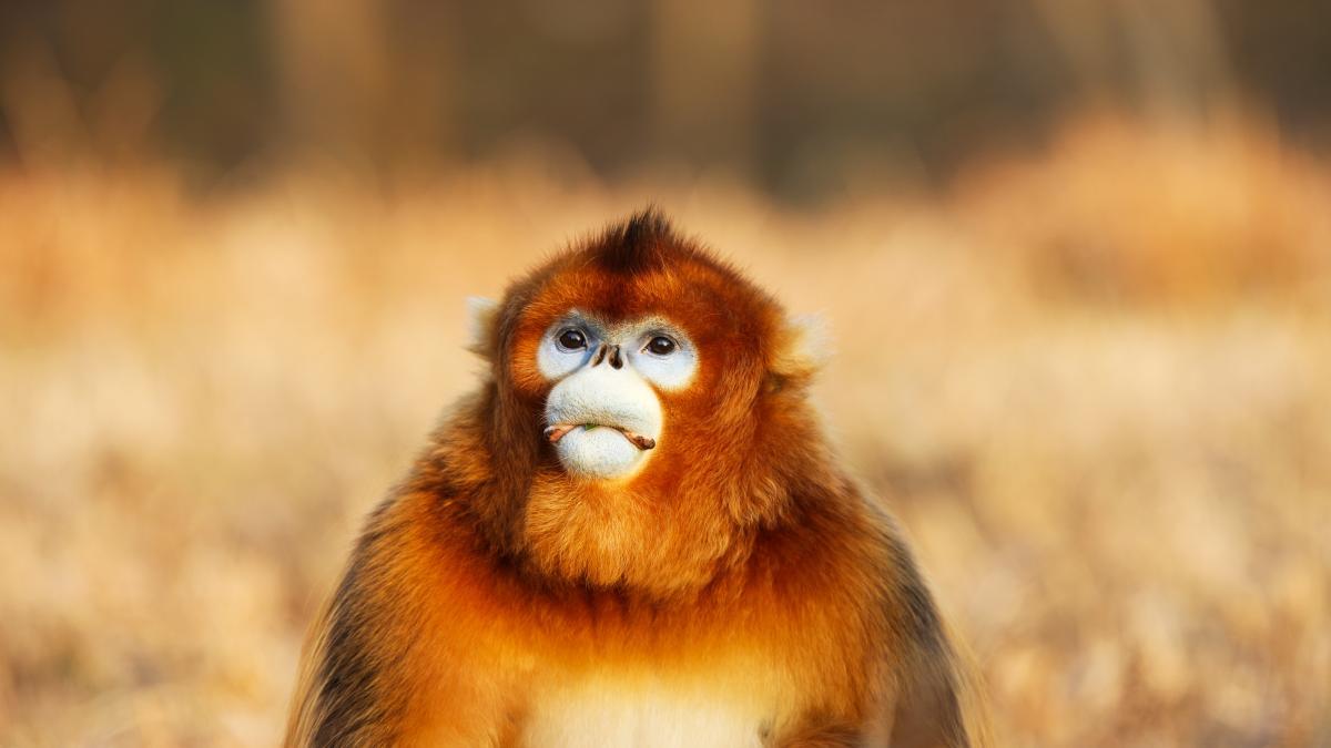Existe un mono sin nariz y es natural de Birmania: la lluvia le hace ...