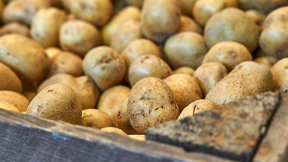 Los productores de patatas revelan la única forma de almacenarlas
