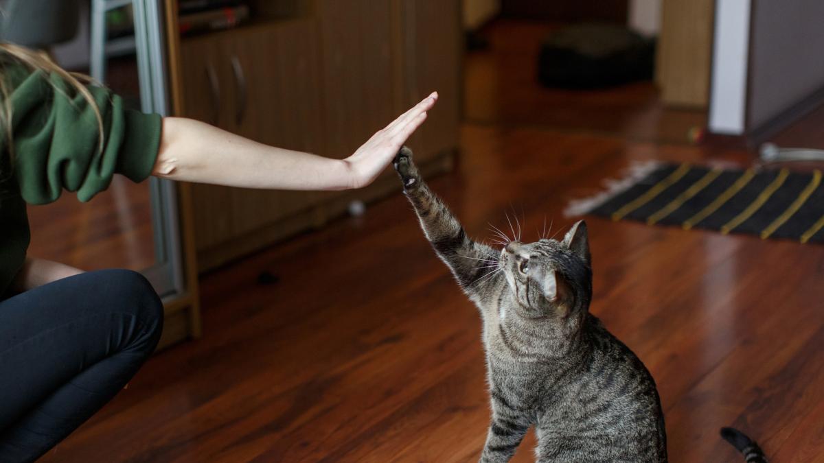 Un estudio desvela la mejor forma de llamar a un gato