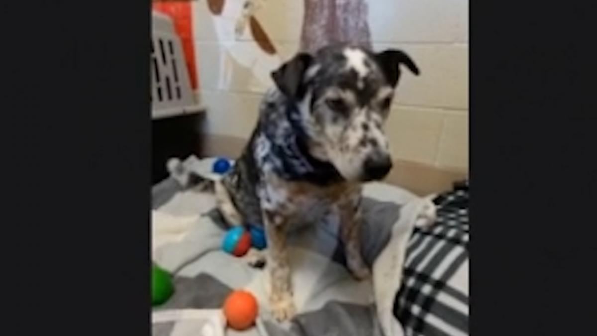 Este perro está aterrorizado de la vida en el refugio hasta que conoce ...