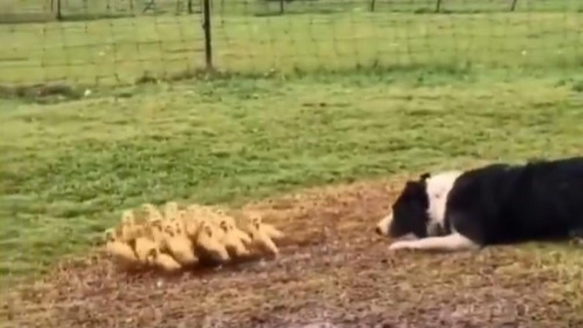 Este Border Collie guiando a una bandada de patitos ya es una de las ...