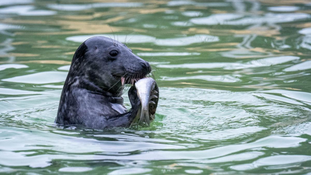 Arranca el plan para encontrar y salvar a la foca estrangulada poco a ...