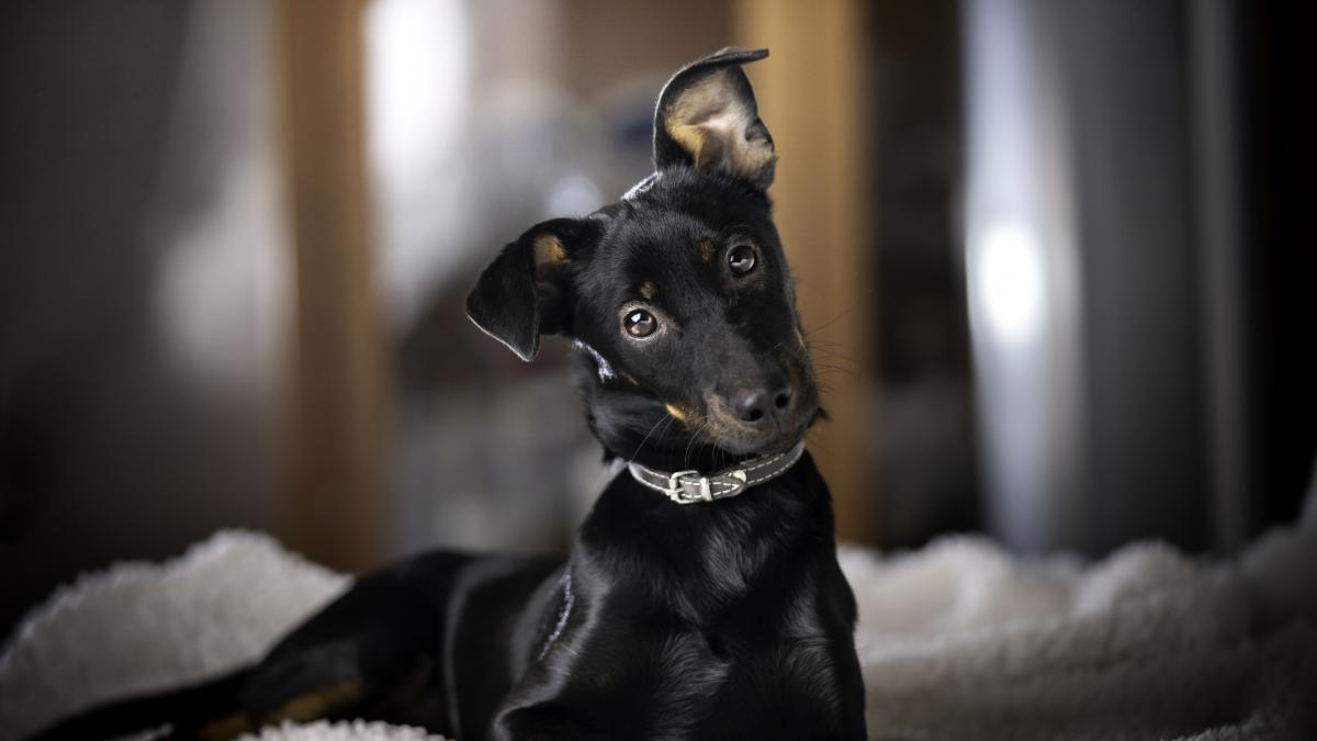 Acude al Mercadona a comprar comida para su perro y enseña la factura ...
