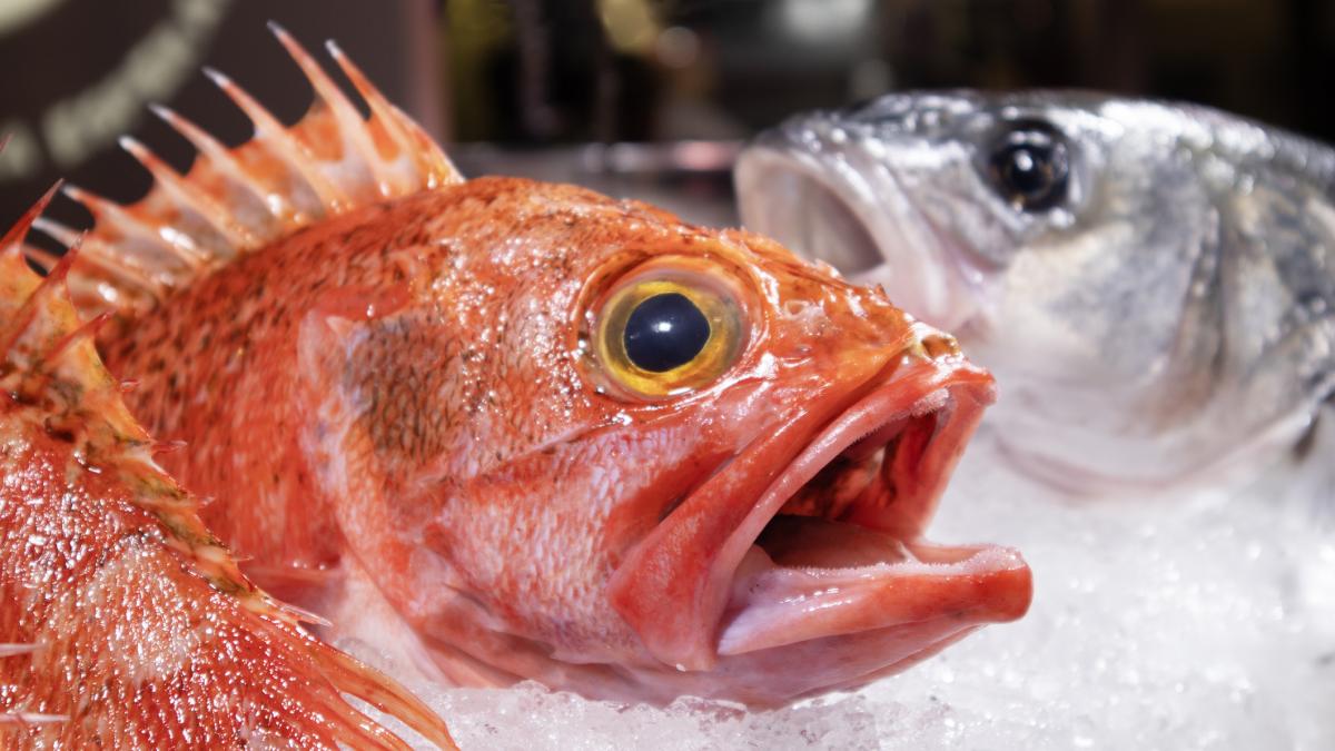 Ni el salmón ni el lenguado: el pez rey de colores que arrasa en ...