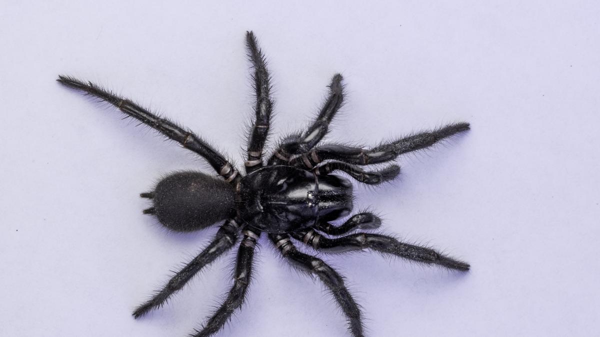 La araña venenosa más grande del mundo podría salvar la vida de cientos ...