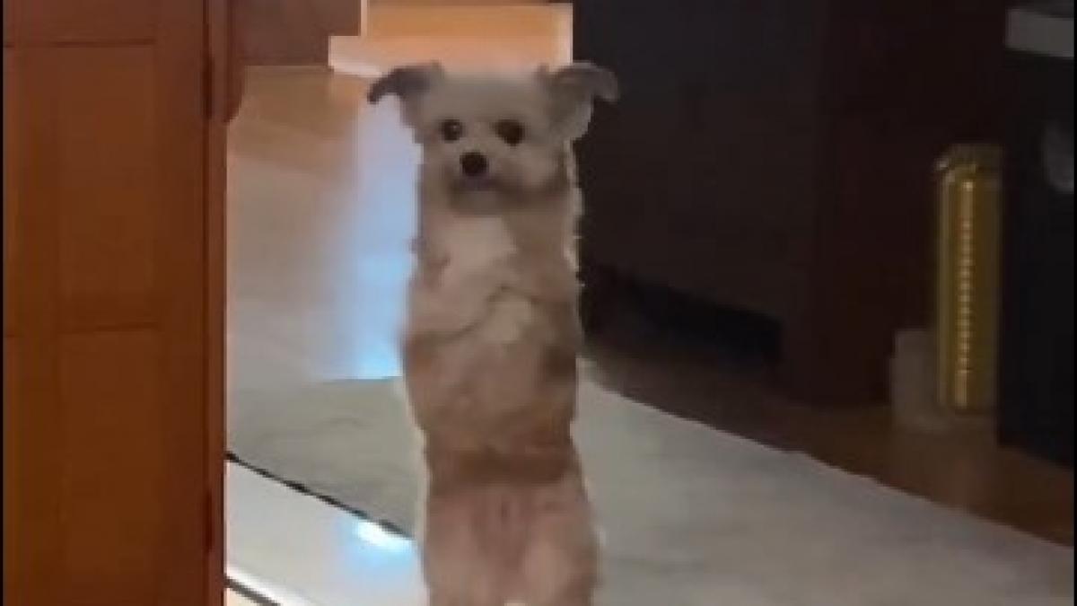 Un perrito que perdió sus patas delanteras demuestra que rendirse no es ...