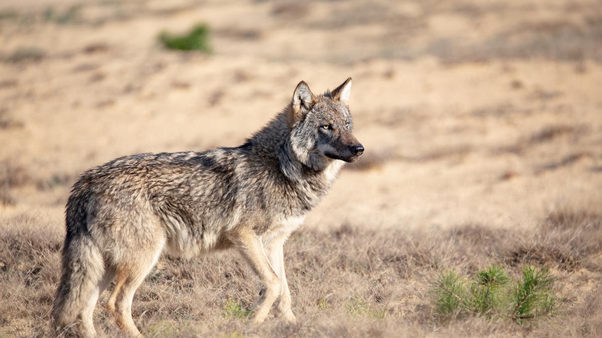 El misterioso animal mitad perro mitad lobo aparece muerto: el pueblo llora la pérdida y las ...