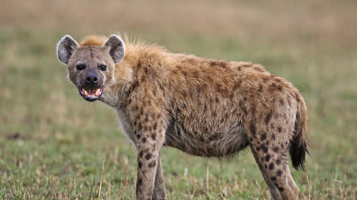 El famoso depredador reaparece 5.000 años después de extinguirse ...