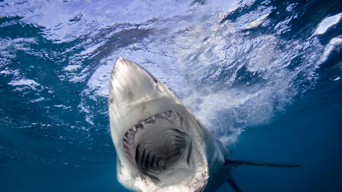 Este es el color del traje de baño que atrae a los tiburones como un ...