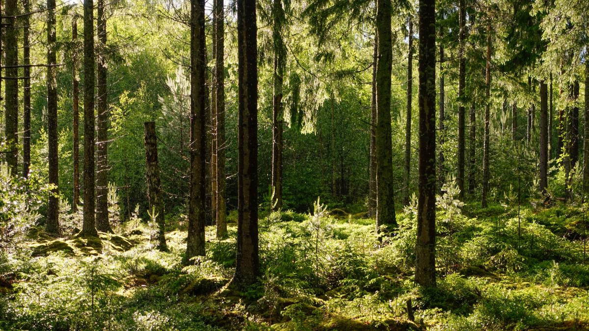 Un anciano de 83 años acepta la oferta de una empresa forestal: en dos ...